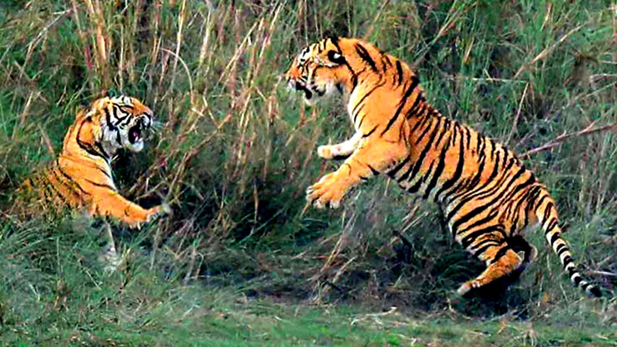 Tiger Safari & Heritage Tour in Nepal | 14 Days Cost
